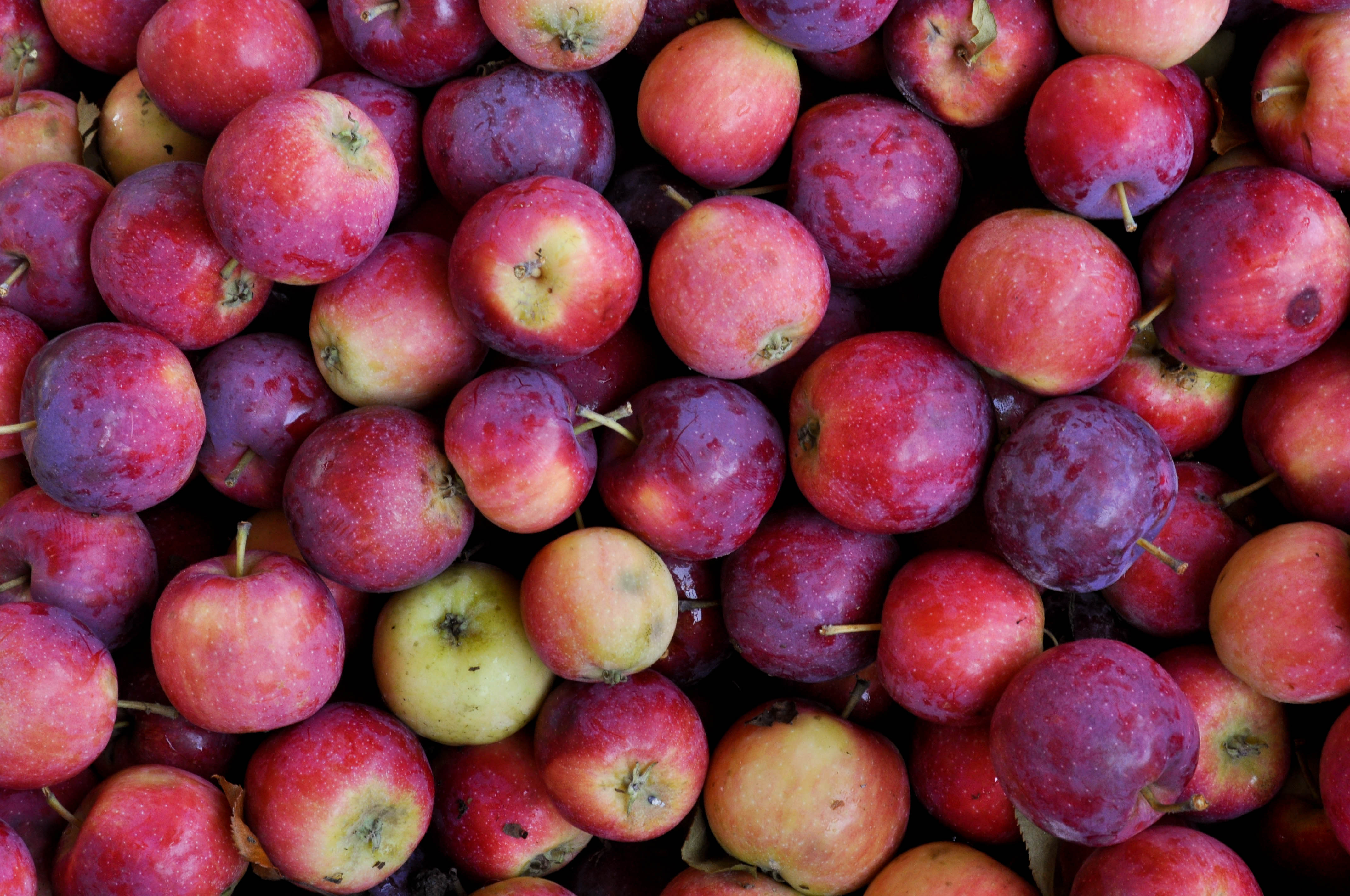 In the Orchard | Albemarle Ciderworks & Vintage Virginia Apples