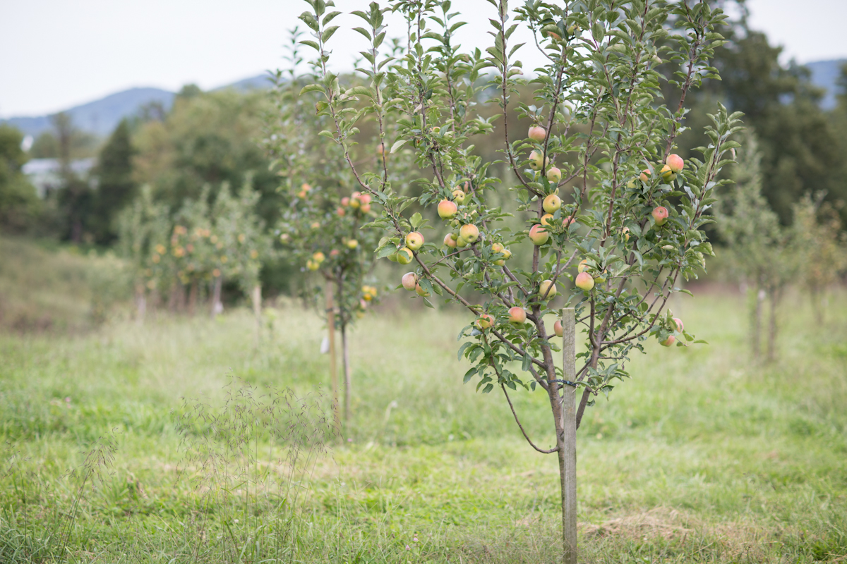 In the Orchard | Albemarle Ciderworks & Vintage Virginia Apples