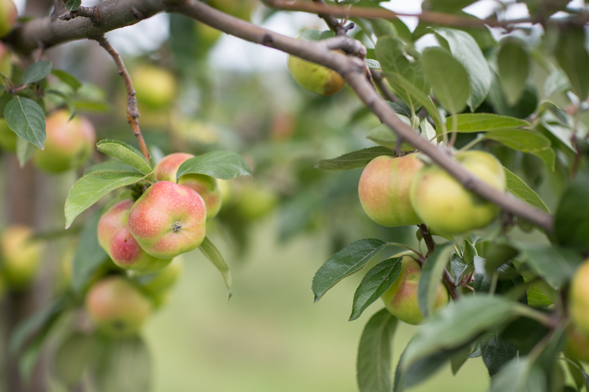 In the Orchard | Albemarle Ciderworks & Vintage Virginia Apples