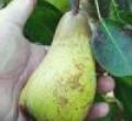 Pear Varieties | Albemarle Ciderworks & Vintage Virginia Apples